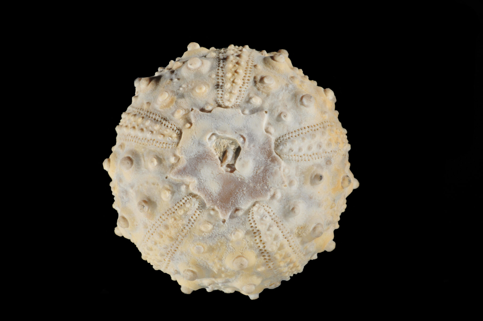Fossil Sand Dollars - Prehistoric 101
